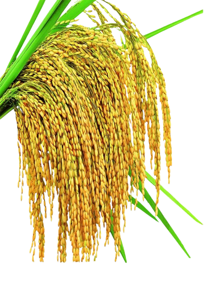 Vishnu Farming - No.1 Organic Farm Products